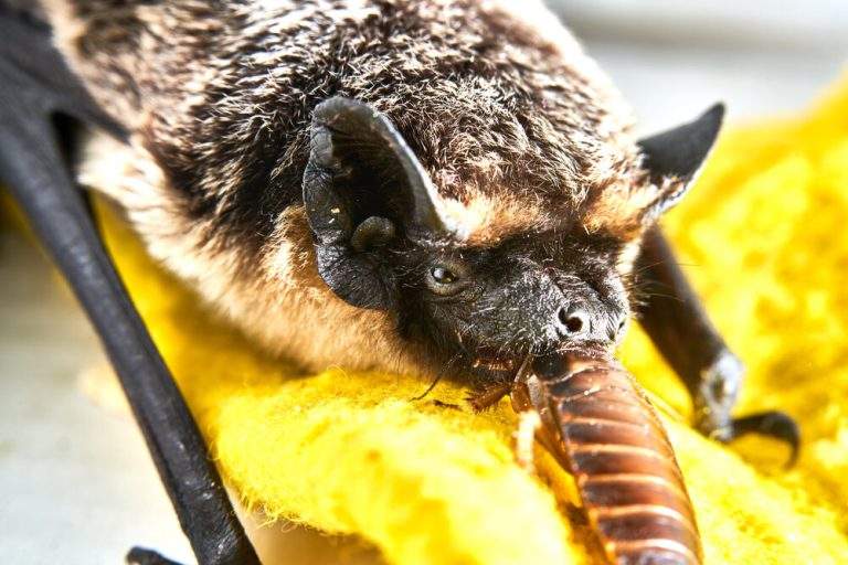 The Wild Mysterious Bat Behavior and Habits - SWAT Wildlife