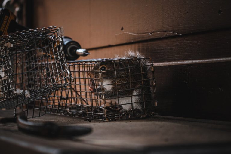 Squirrel Chewing on Wires: And the Solutions for Homeowners