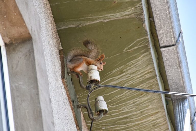Squirrel Chewing on Wires: And the Solutions for Homeowners