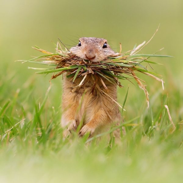 Squirrel Chewing on Wires: And the Solutions for Homeowners