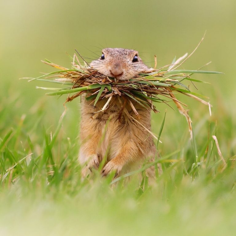 Squirrel Chewing on Wires: And the Solutions for Homeowners