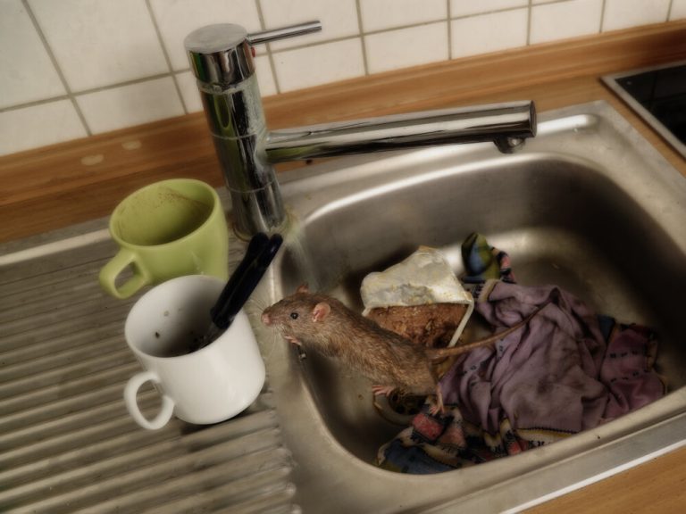 Health Hazards of Rat Infestations: The Diseases They Carry and Rat Removal