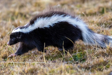 Are Skunks Dangerous? - SWAT Wildlife Toronto