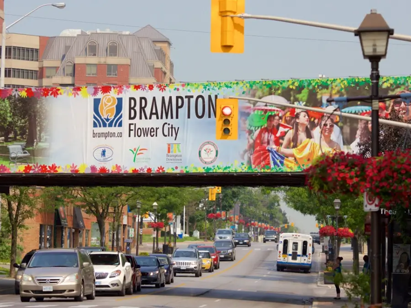 Squirrel Chewing on Wires: And the Solutions for Homeowners