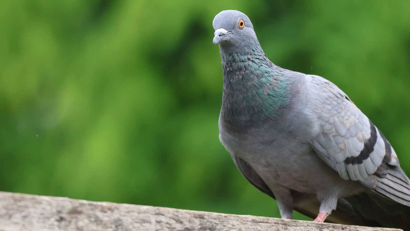 Pigeon Removal in Hamilton | SWAT Wildlife