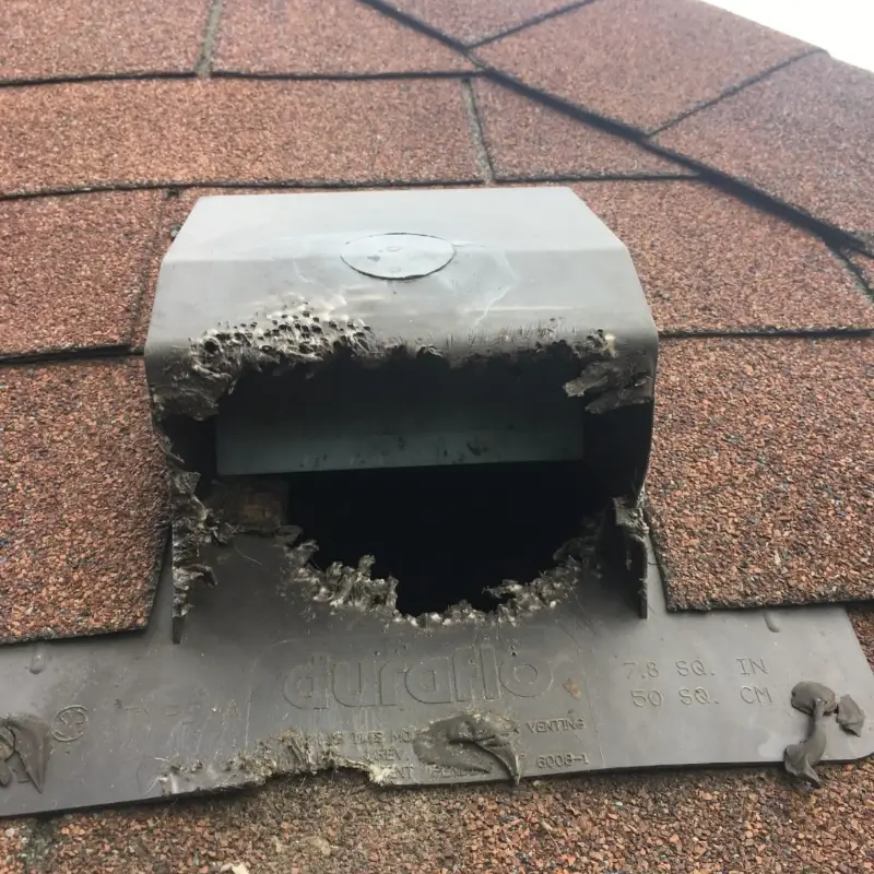 Squirrel Chewing on Wires: And the Solutions for Homeowners