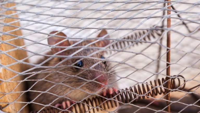 How to Bait a Live Animal Trap: The Humane Way to Capture - SWAT Wildlife