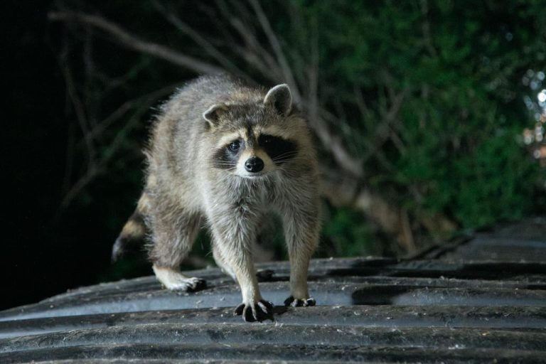 Can Raccoons Damage Your Roof? | SWAT Wildlife