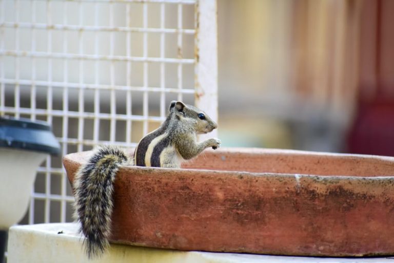 How to Identify Squirrel Entry Points in Toronto Homes | SWAT Wildlife