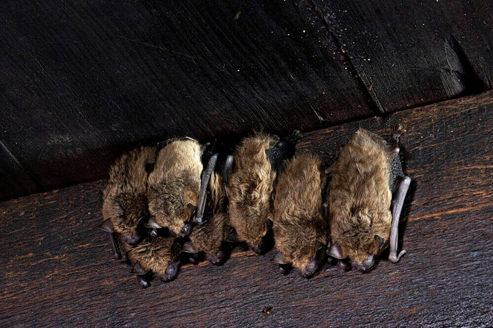 How to Insulate an Attic Roof Rafters to Keep Out Wildlife | SWAT Wildlife